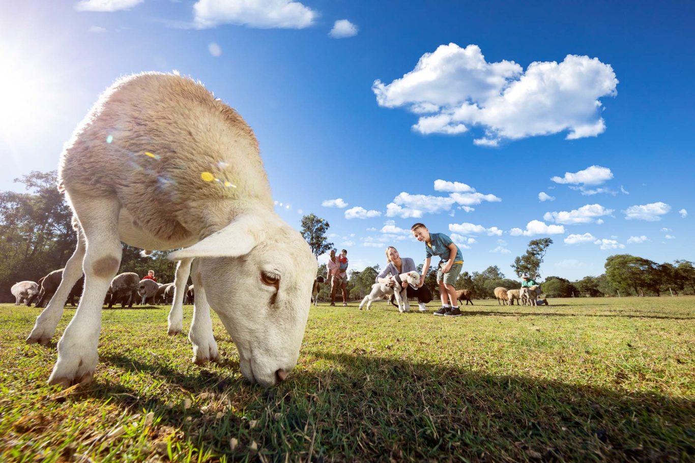 Ekka might be postponed but you can still get an ice cream sundae and ...