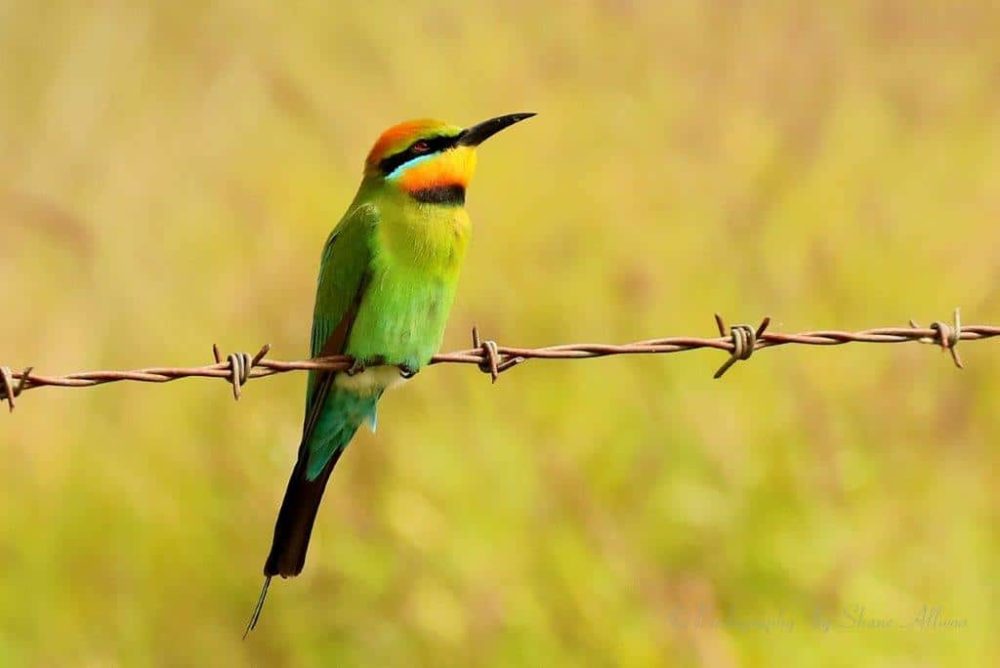 The ultimate birdwatcher's guide to Ipswich birds – Discover Ipswich