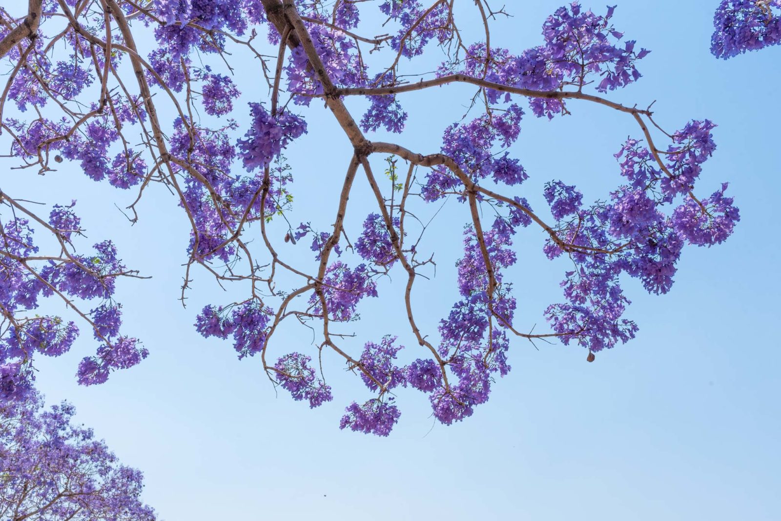 Top 10 highlights from the 2019 Goodna Jacaranda Festival – Discover ...