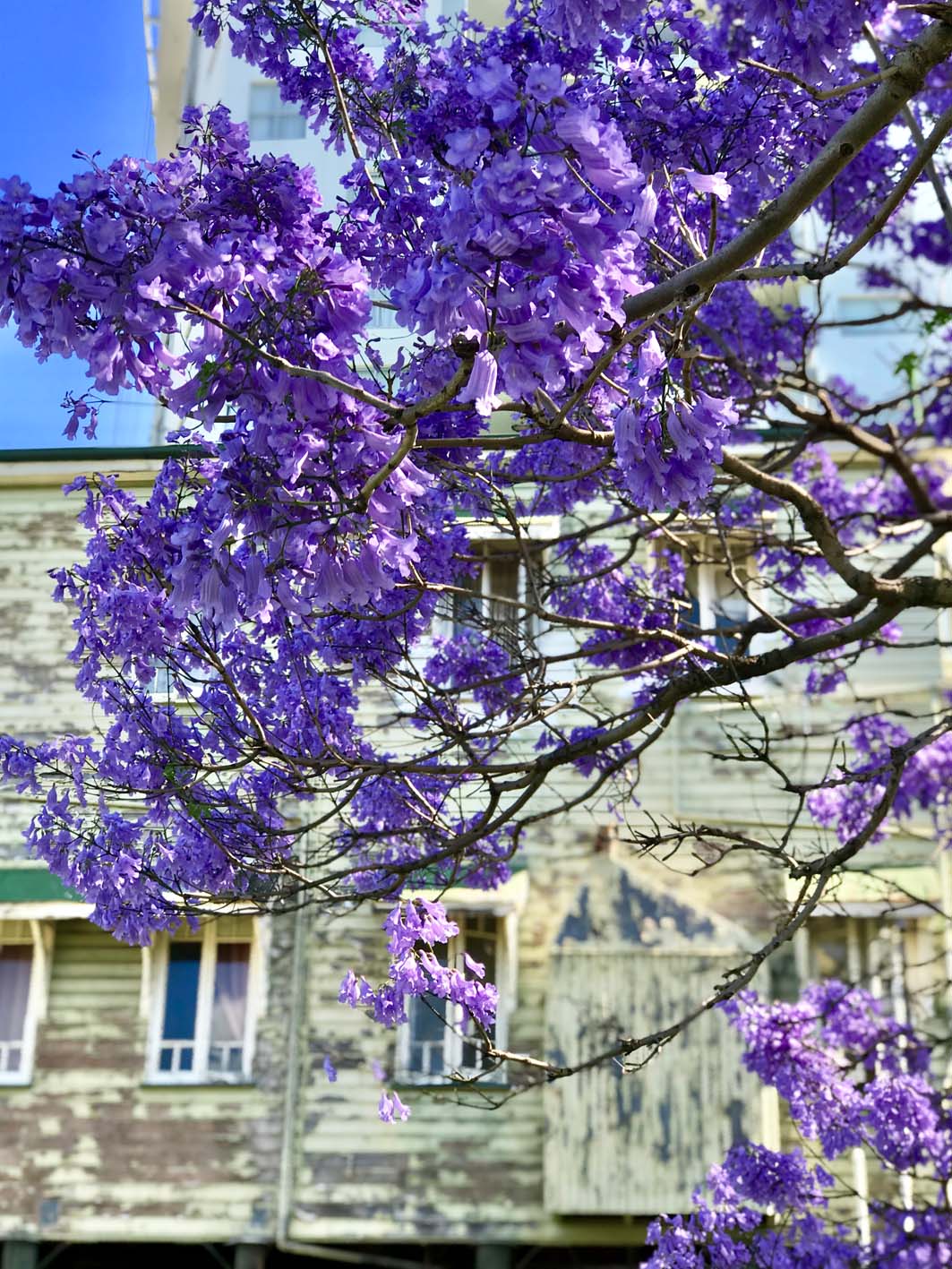 Where to see Jacaranda blooms in Ipswich – Discover Ipswich