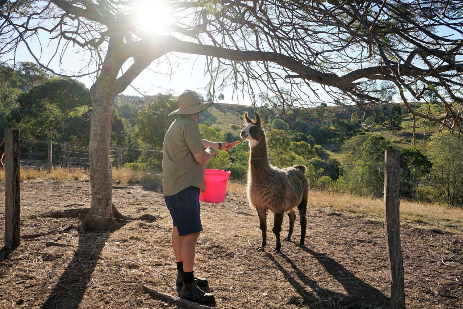 Queensland's largest Llama farm opens to the public – Discover Ipswich