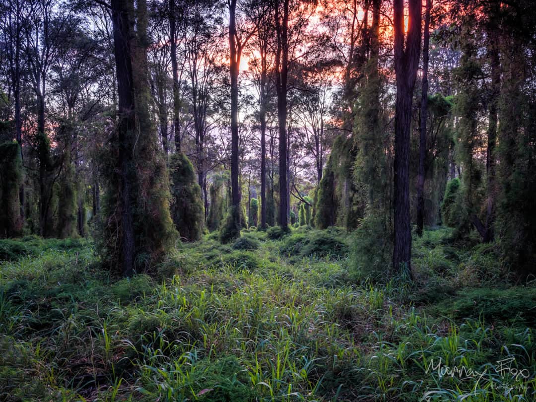 Hidden Landscapes of Ipswich – Discover Ipswich