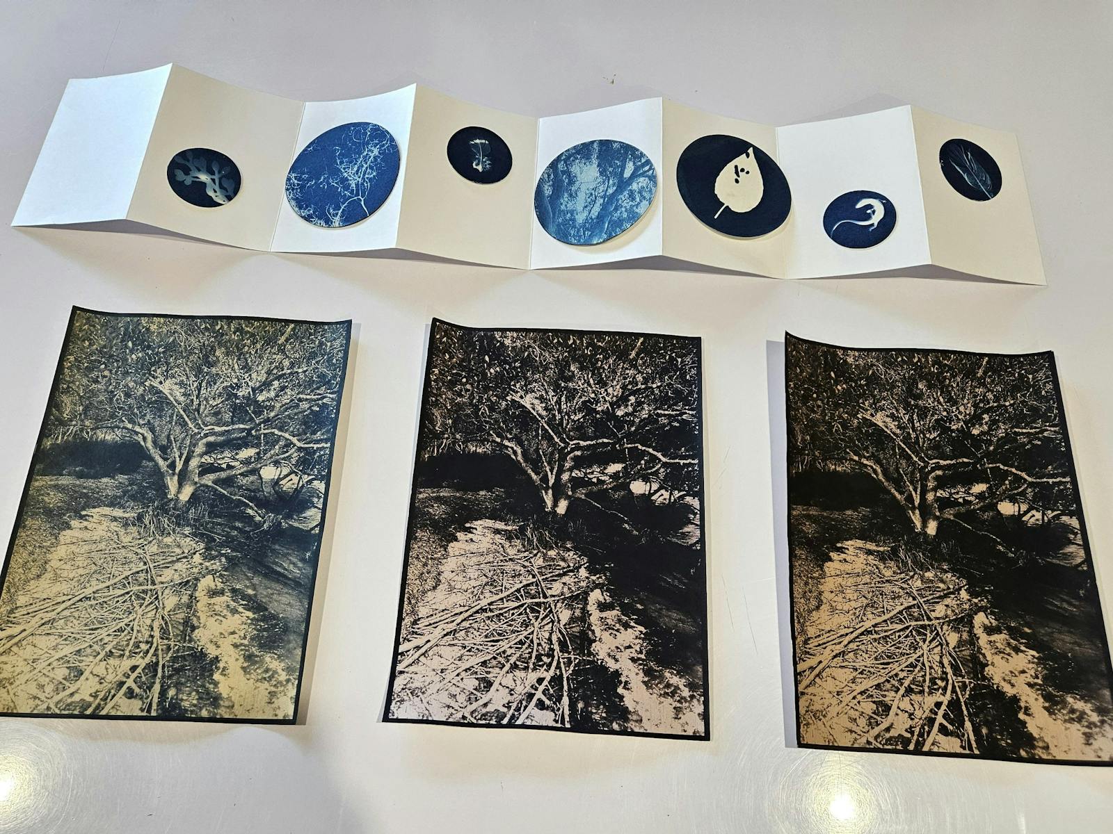 Full Day Cyanotype Photograms Workshop – Discover Ipswich