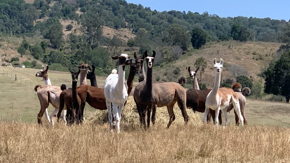 The Llama Farm – Discover Ipswich