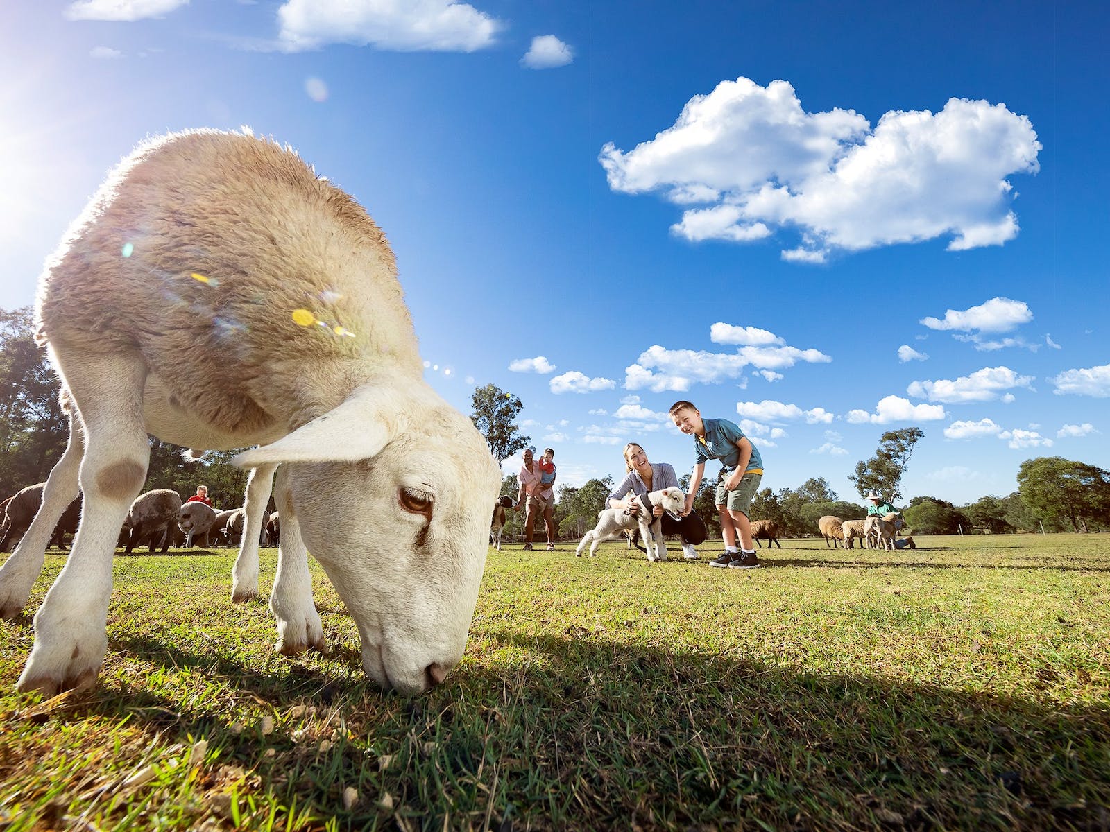 Haigslea EWE Nique Hobby Farm – Discover Ipswich