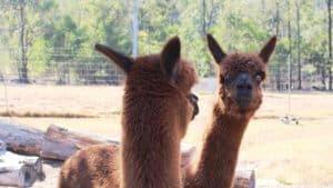 Haigslea EWE Nique Hobby Farm – Discover Ipswich