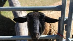 Haigslea EWE Nique Hobby Farm – Discover Ipswich