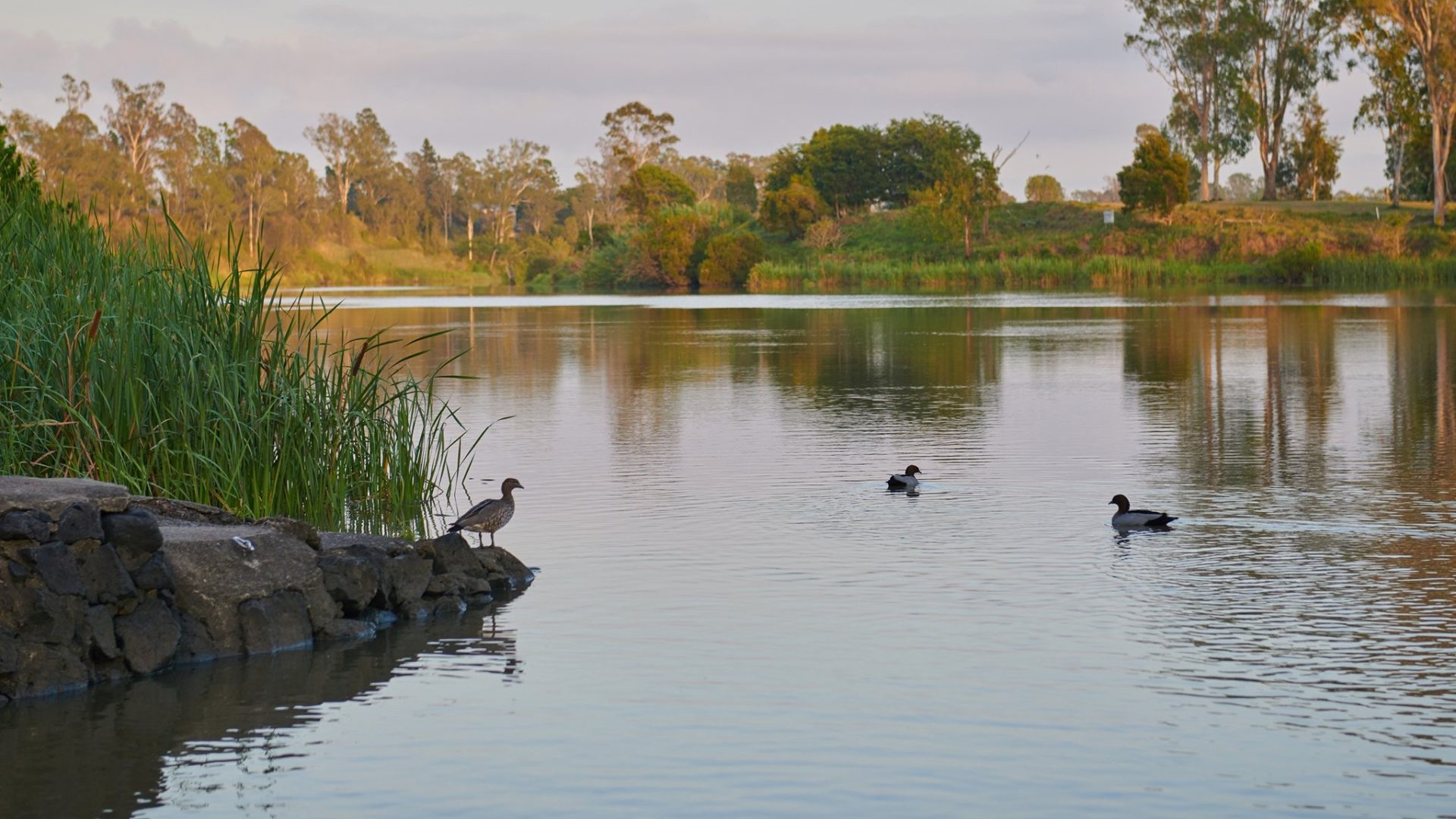 Richardson Park – Discover Ipswich