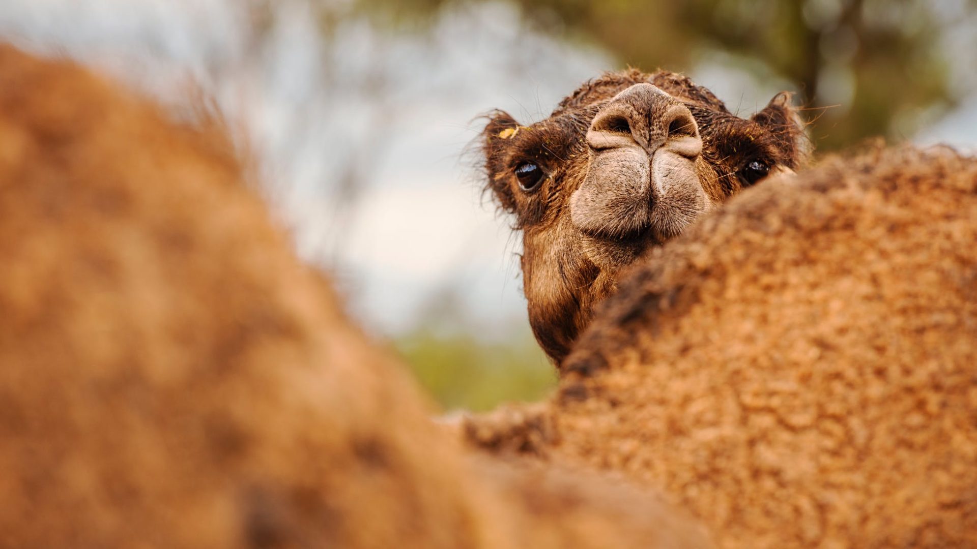Summer Land Camels – Discover Ipswich