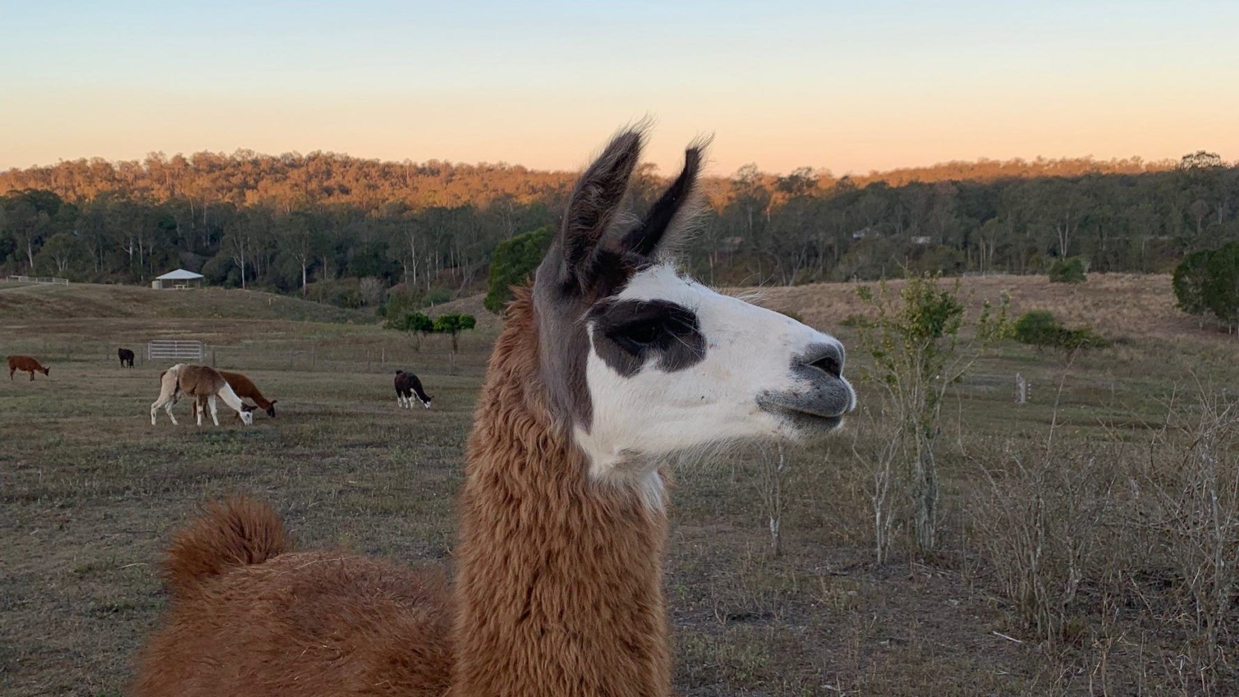 The Llama Farm – Discover Ipswich
