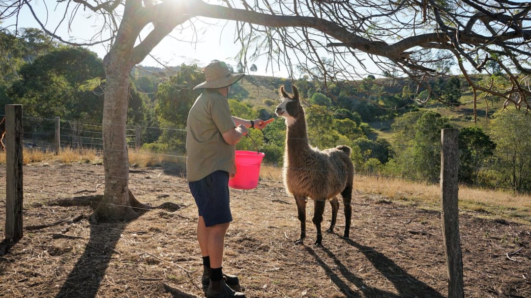 The Llama Farm – Discover Ipswich